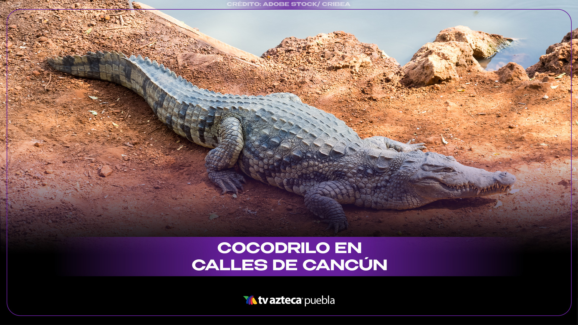 Un cocodrilo fue captado en Cancún intentando regresar a su hábitat.