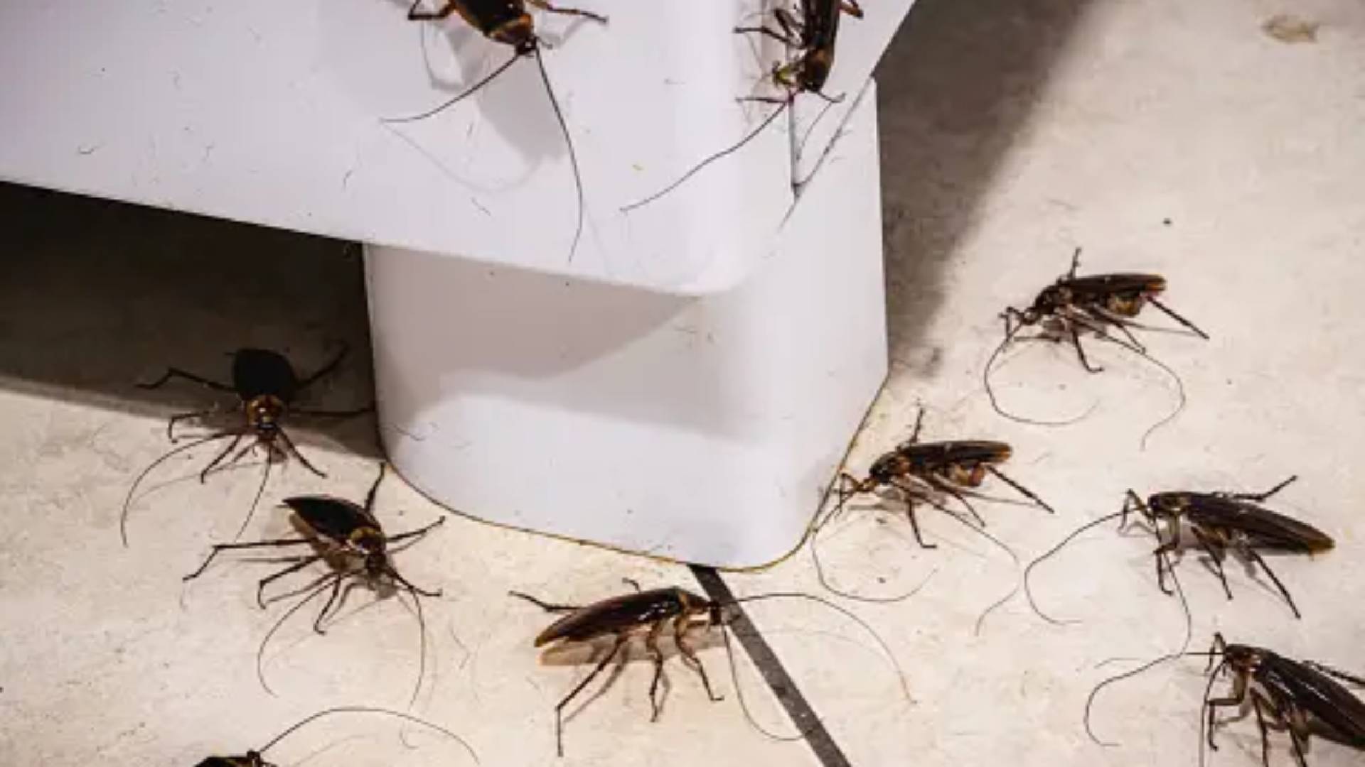 ¿Cómo son los nidos de cucarachas y cuáles son las mejores técnicas para exterminarlas?