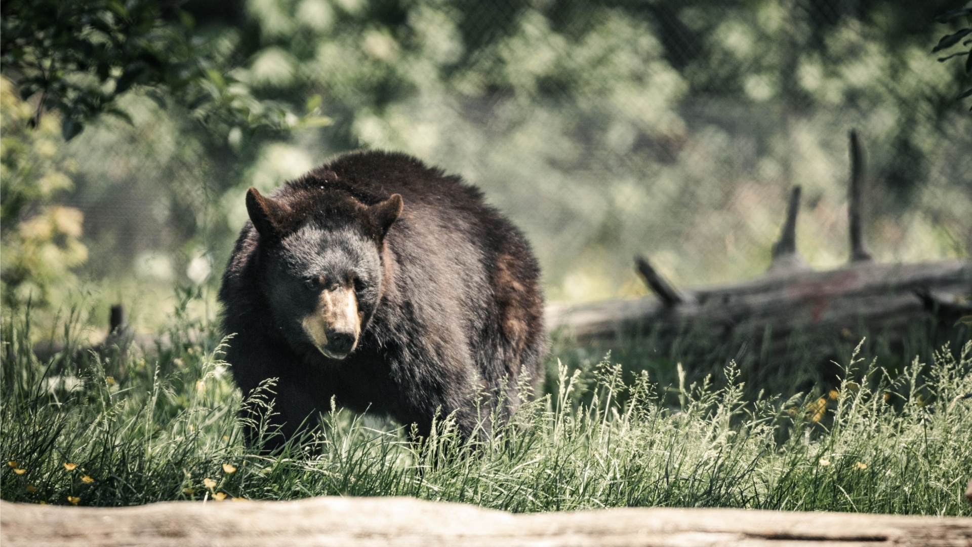 El impactante avistamiento de un oso en una casa de California que ...