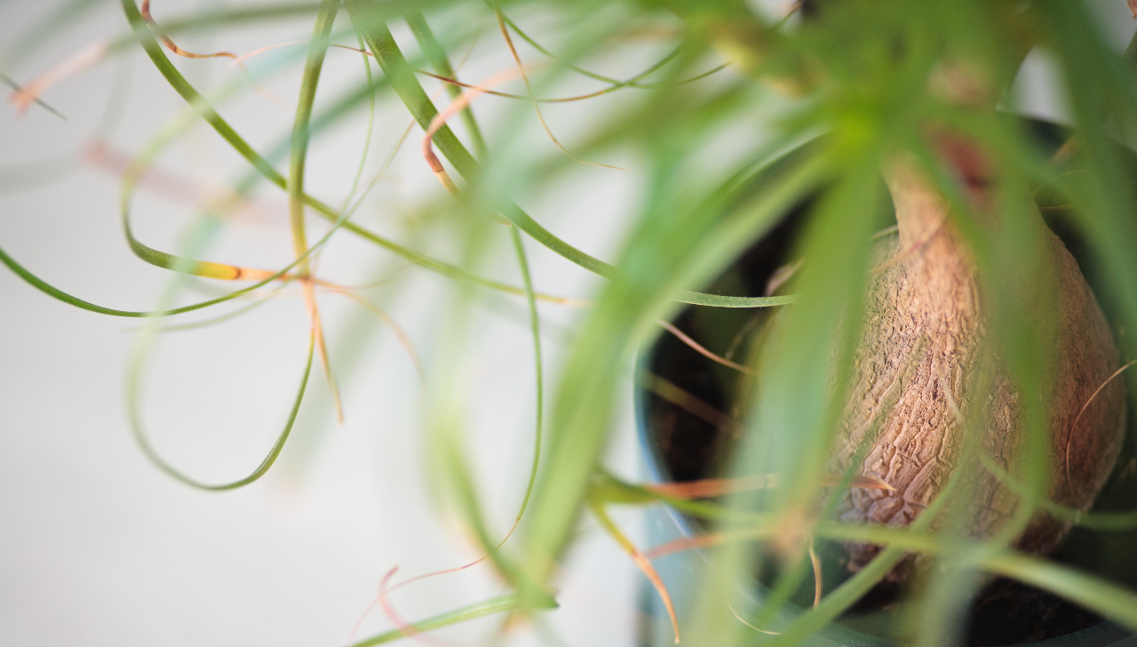 La multa de 2025 por tener esta planta exótica en México