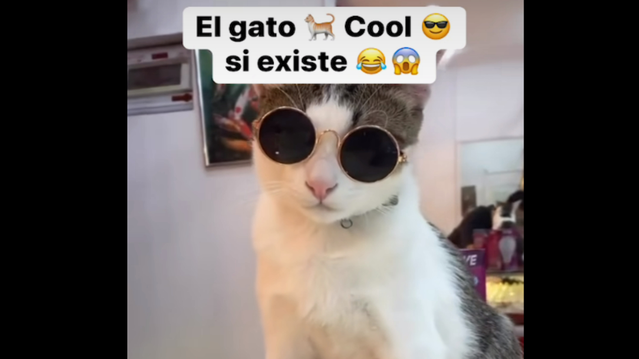 Gato se pone lentes, posa y se hace viral