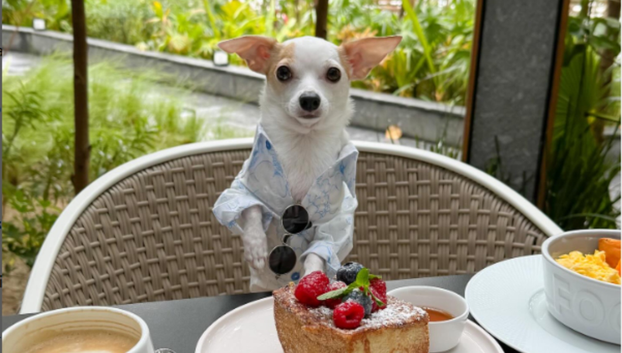 Bao, el chihuahua influencer que cautiva con sus viajes lujosos y su estilo