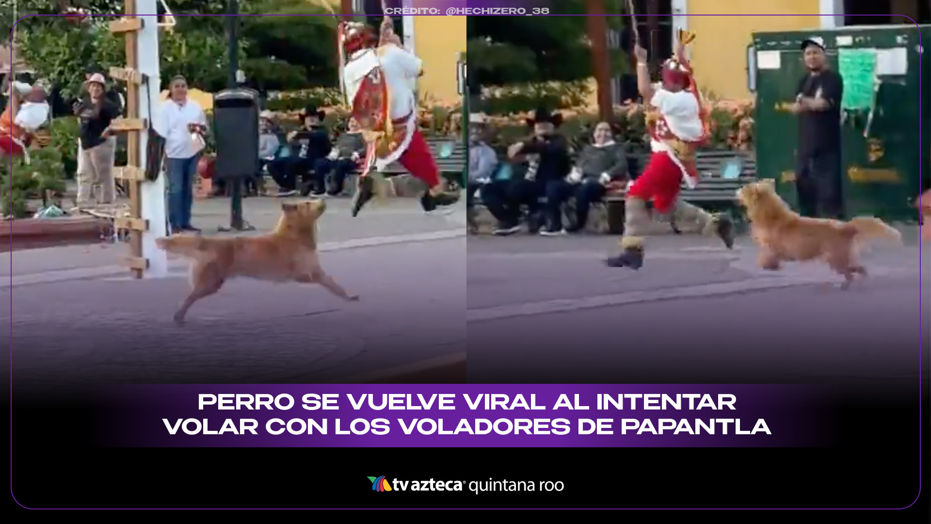Perro intenta volar con los voladores de Papantla y se vuelve viral en ...