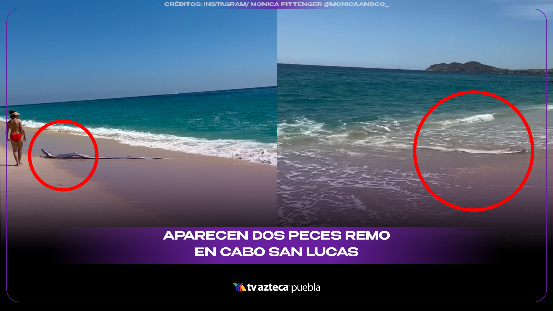 Pez remo aparece en Cabo San Lucas pez del fin del mundo