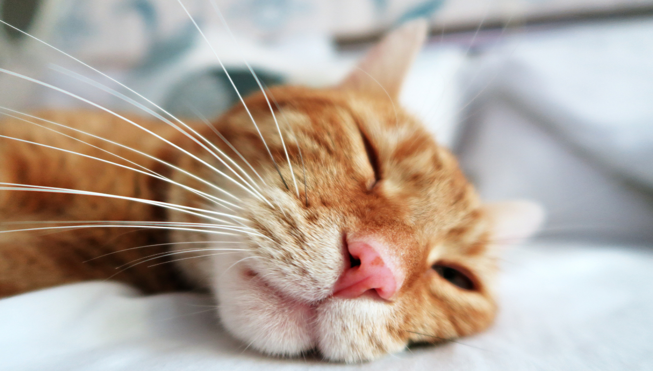 ¿Cuáles son los síntomas para saber si un gato tiene calor?
