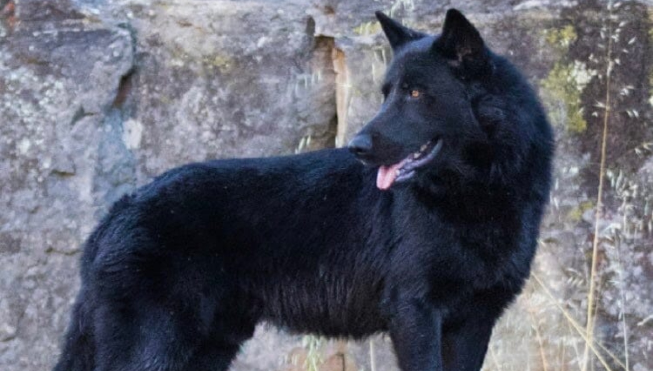 Conoce al perro lobo mexicano; ¿se puede tener de mascota?