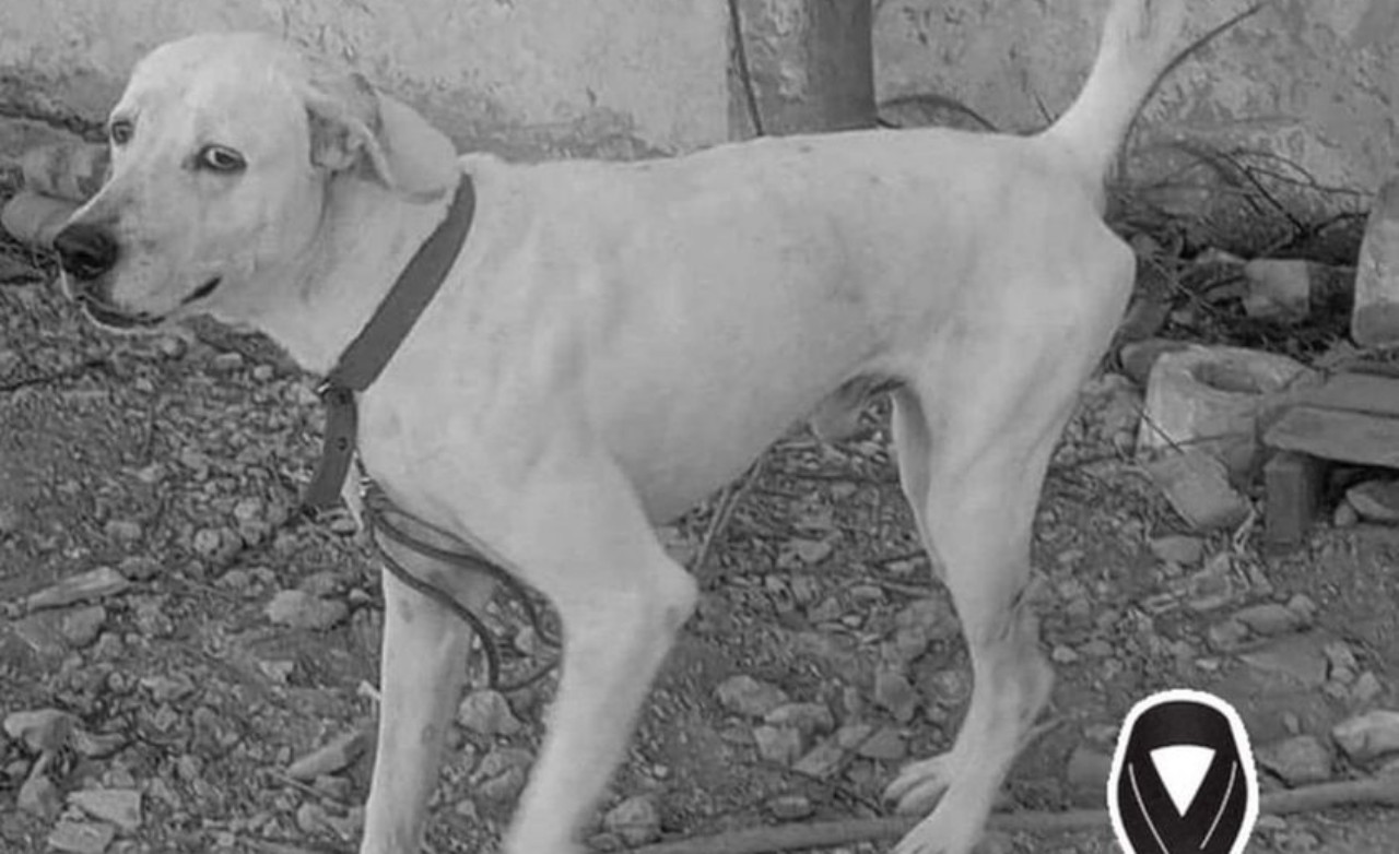 ¡Justicia para Ruffo! Condenan a primera persona por crueldad animal en ...