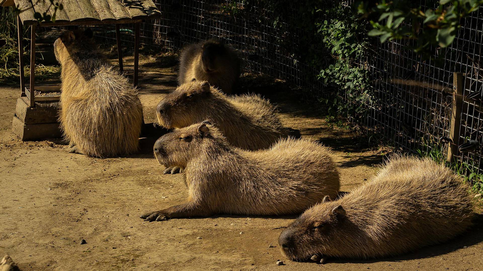 ¿Dónde puedo ver capibaras en Morelos?