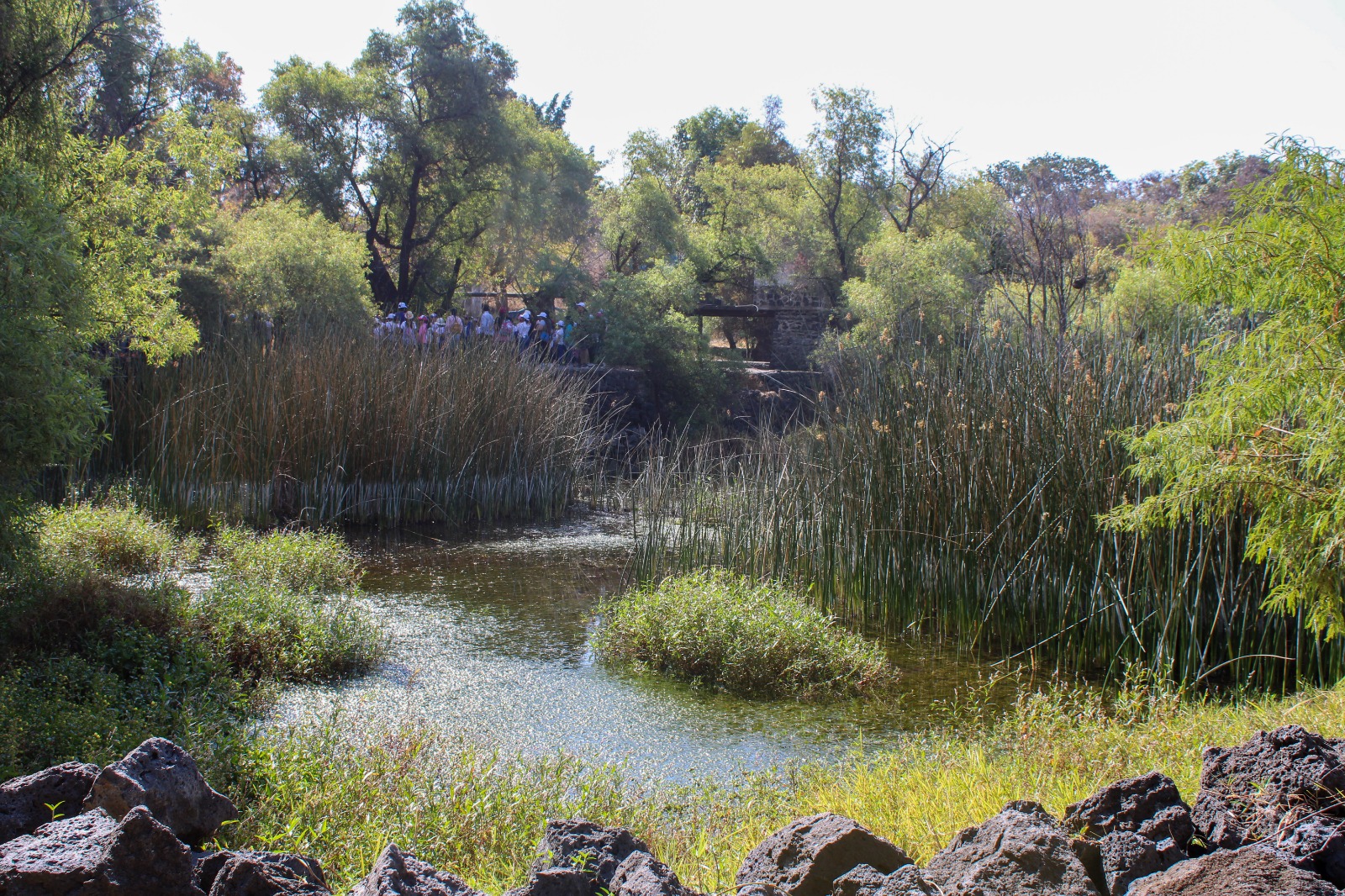 Jiutepec tiene la Laguna de Hueyapa, un humedal importante