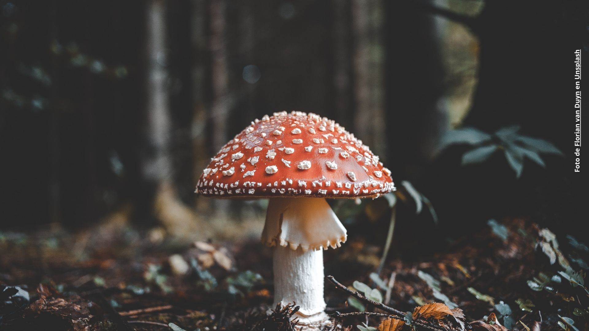 ¿Por qué aparecen hongos en tu casa, según el Feng Shui?