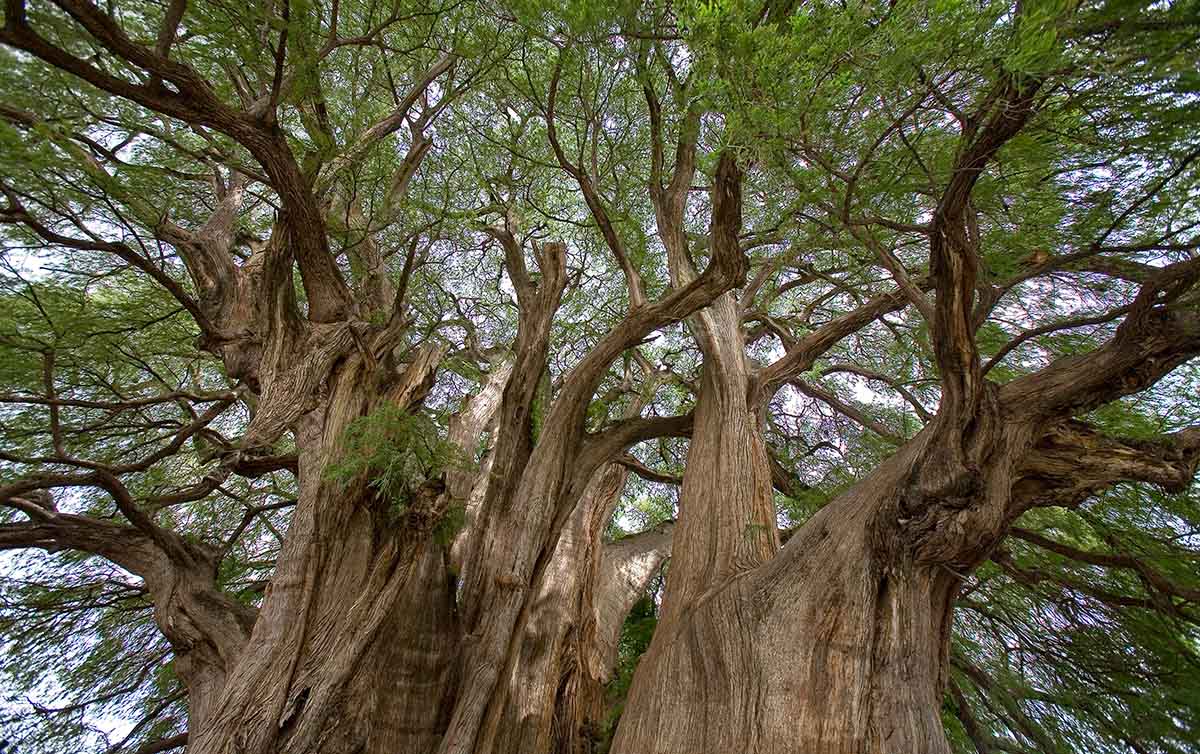 Árboles nativos mexicanos, cuántos son y dónde encontrarlos