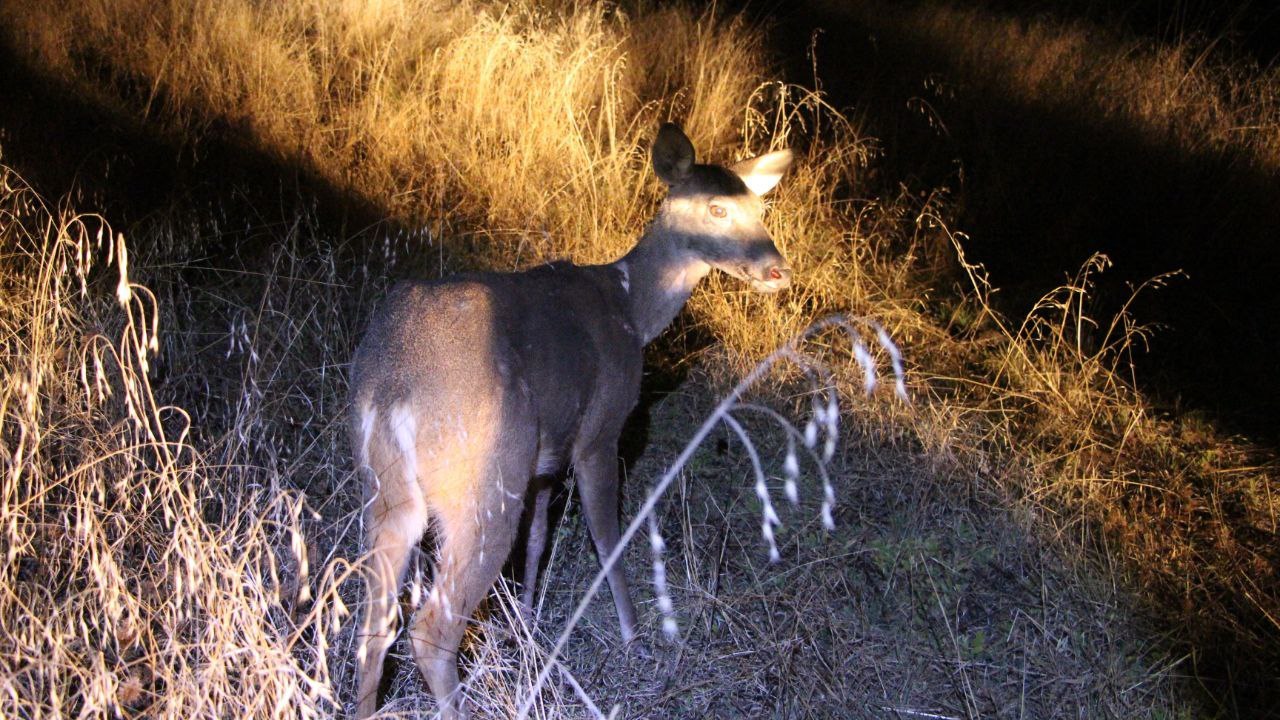 Rescatan a venado cola blanca en Tlajomulco