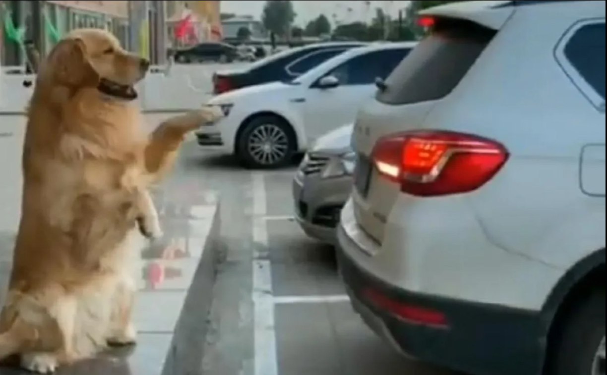 VIDEO: Perrito "viene, viene" se hace viral en redes sociales