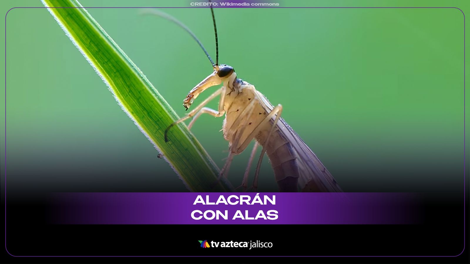 ¿Qué hago si me encuentro un alacrán con alas? Tips para identificarlos