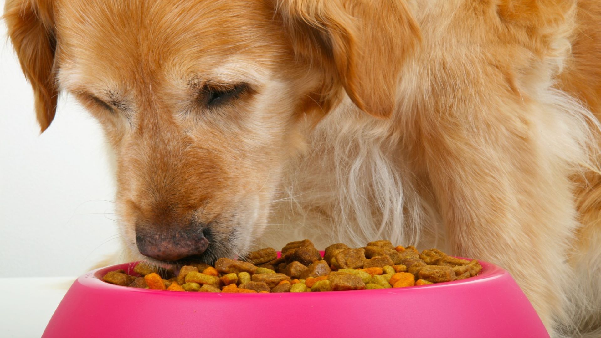 Consecuencias de la desnutrición en las mascotas