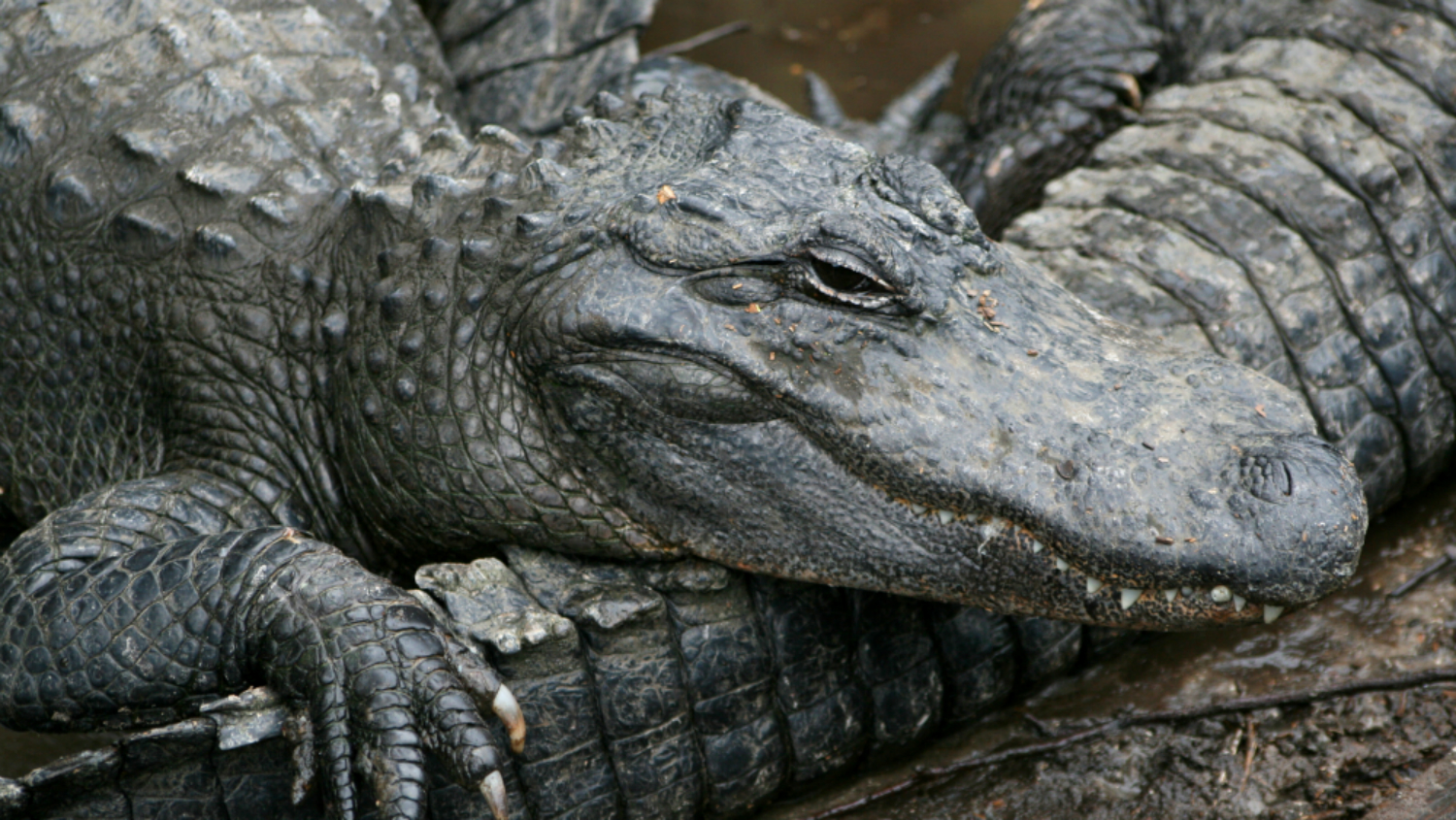 Investigan a mujer por la muerte de su hijo en una laguna de caimanes