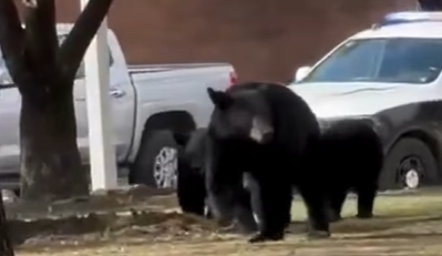 ¿Por qué los osos en Monterrey están bajando a la ciudad? VIDEO