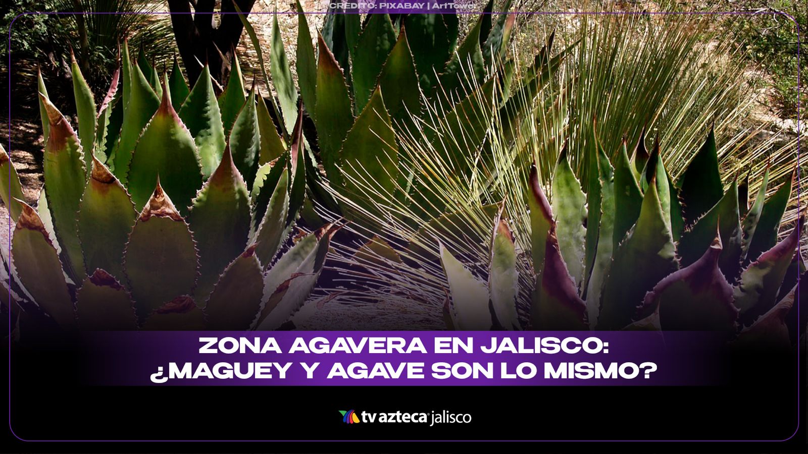 ¿Cuál es la diferencia entre maguey y agave?