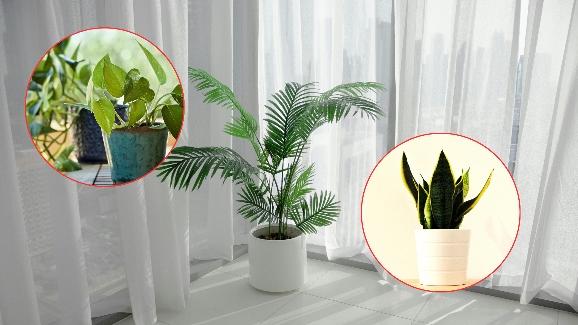 ¿Cuáles son las plantas que absorben el calor del hogar?