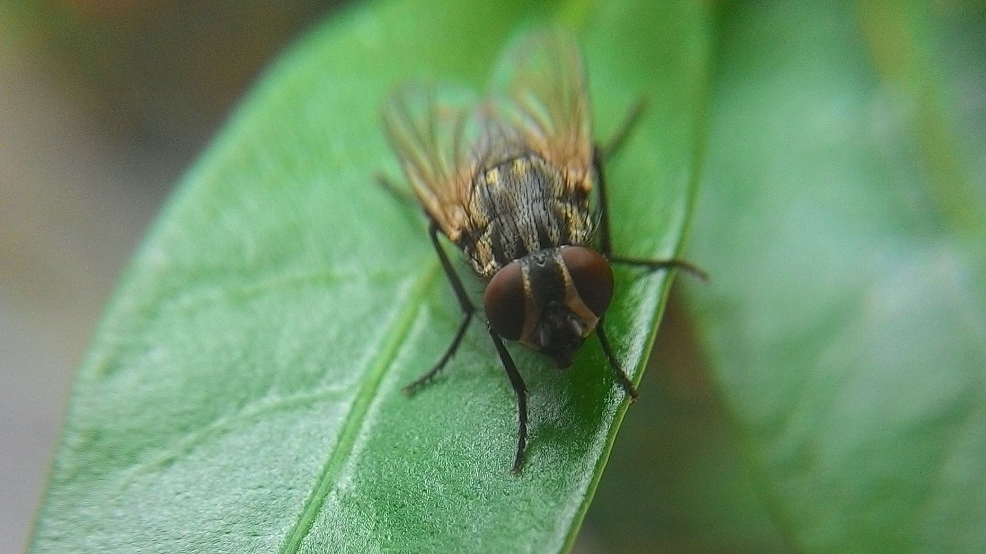 Esto pasa si hay moscas grandes en tu casa