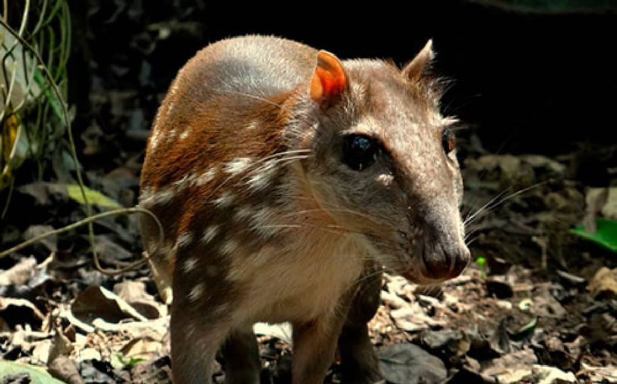Tepezcuintle: ¿Qué es, dónde lo puedo encontrar en Veracruz y qué tan ...