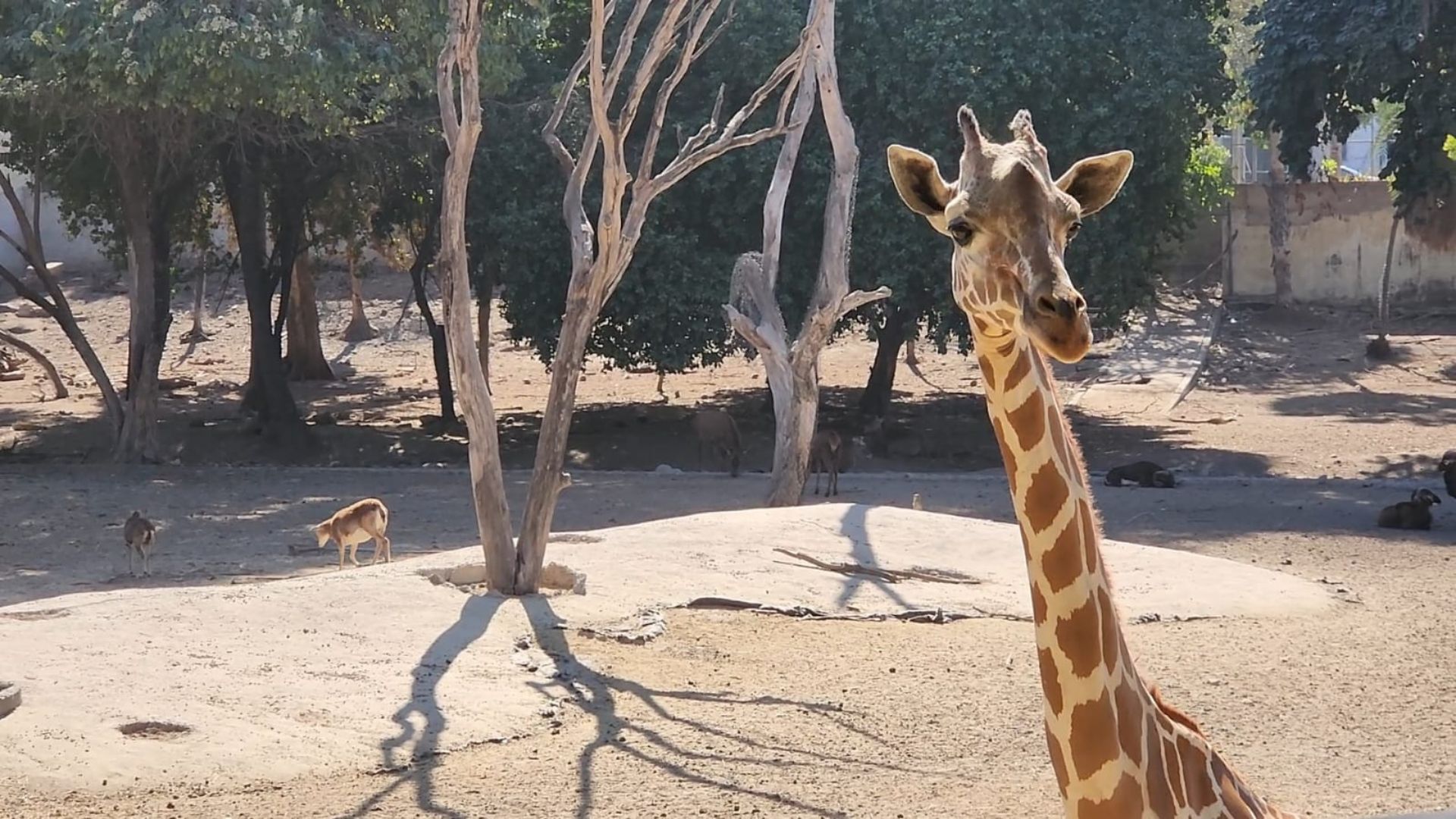Desaparece jirafa del Zoológico de Culiacán: ¿qué fue lo qué pasó?