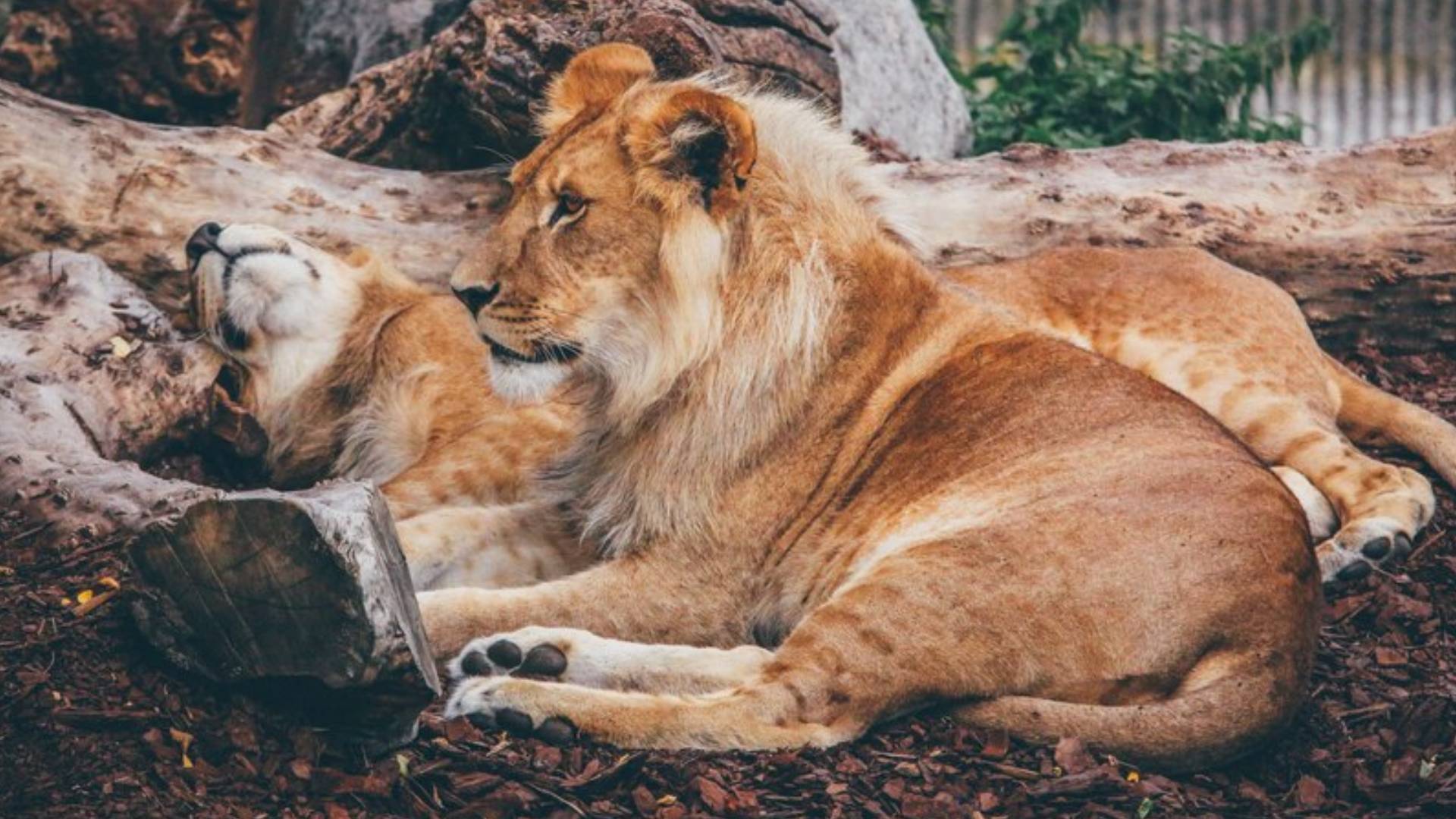 Zoológico vende animales para que los avienten a los leones; video