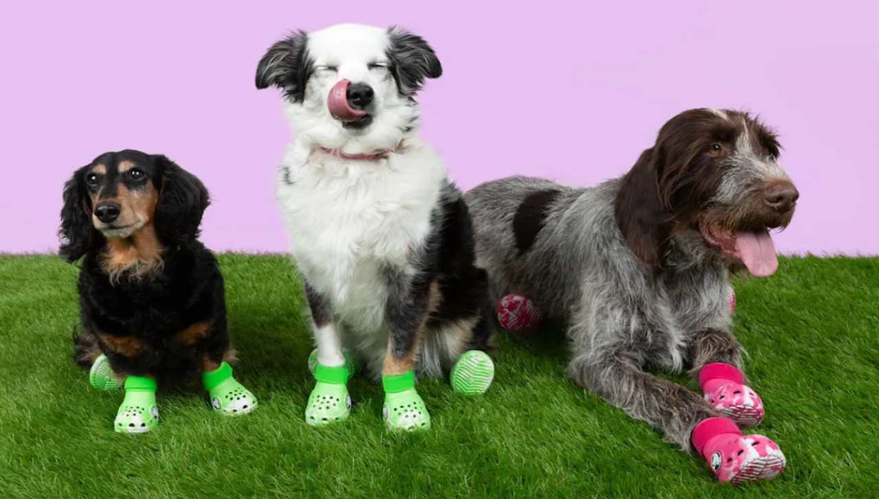 Crocs lanza una línea de sandalias exclusivas para mascotas: Precios y ...
