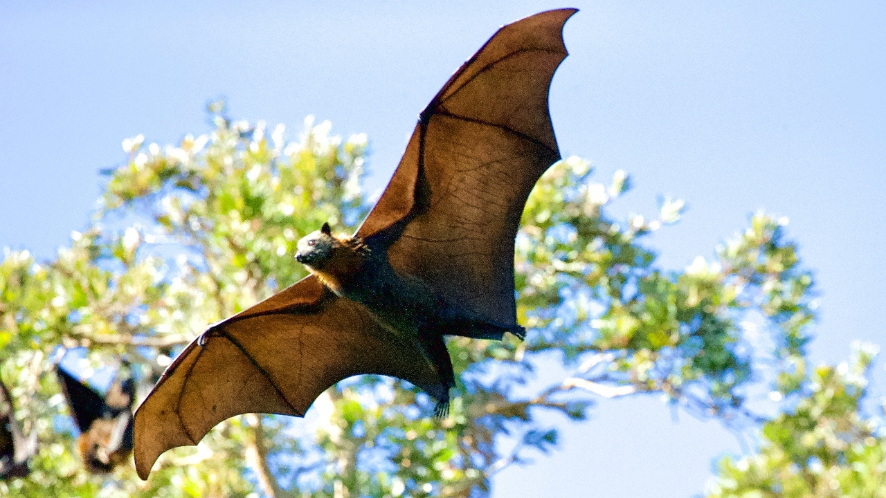 Rabia en humanos: ¿Cuáles son los síntomas y cómo se contagia?