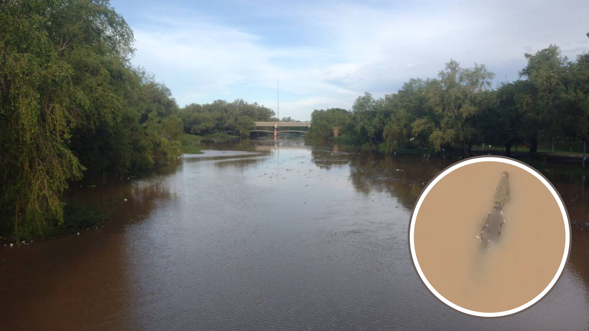 Cocodrilos en Culiacán lluvias los traen de regreso al río Tamazula (VIDEO)