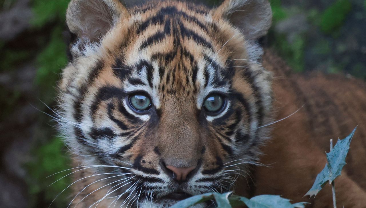 Es legal tener un tigre de bengala en México y estos son los requisitos