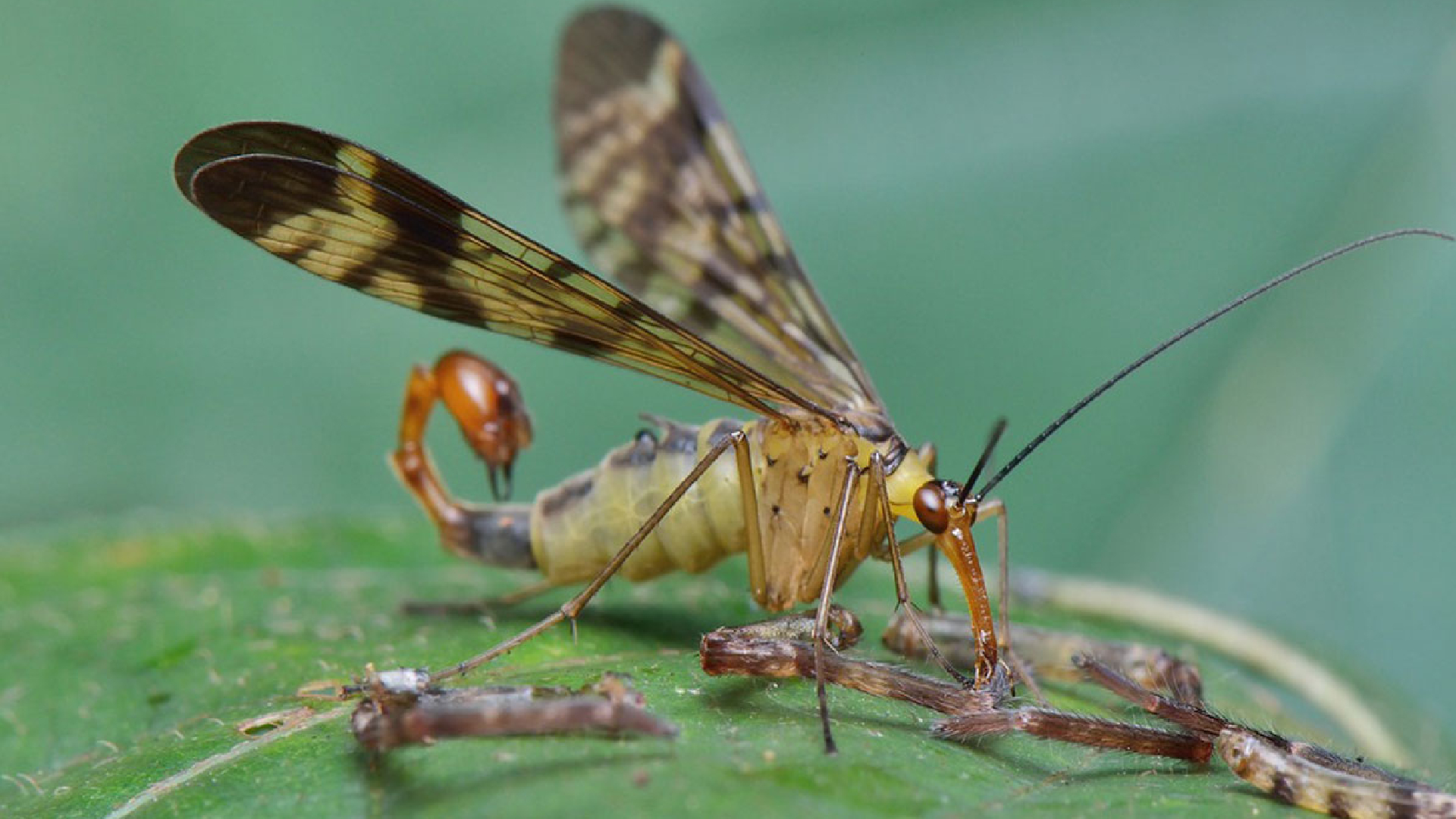 Alacrán con alas en México: qué es, dónde aparece y representa un peligro