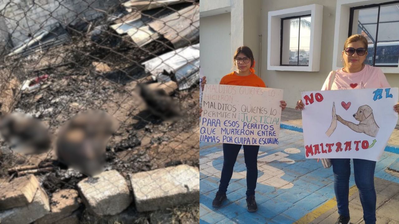 Piden justicia por perritos calcinados tras incendio en albergue de Nayarit