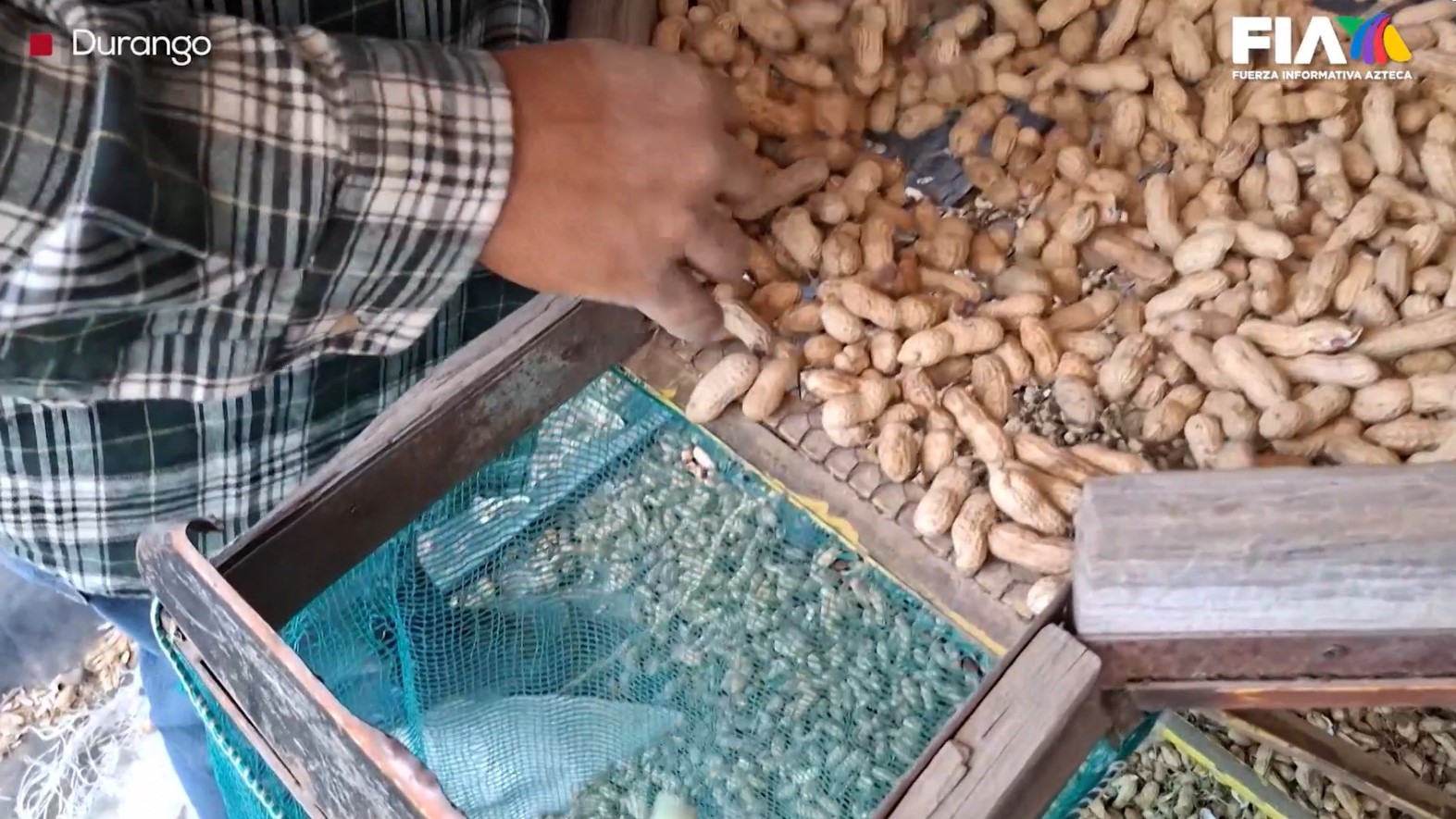 Cacahuate mexicano, agricultores de Durango revelan todo sobre su historia